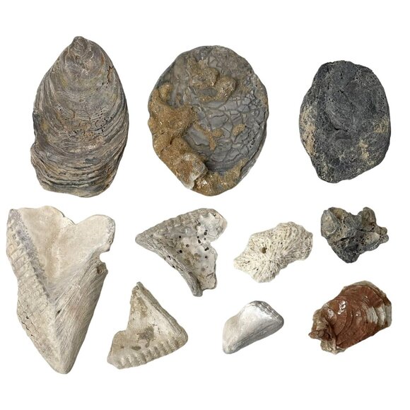 Accents | Miocene Pliocene Fossil Lot Variety Shells Bivalve Barnacle ...